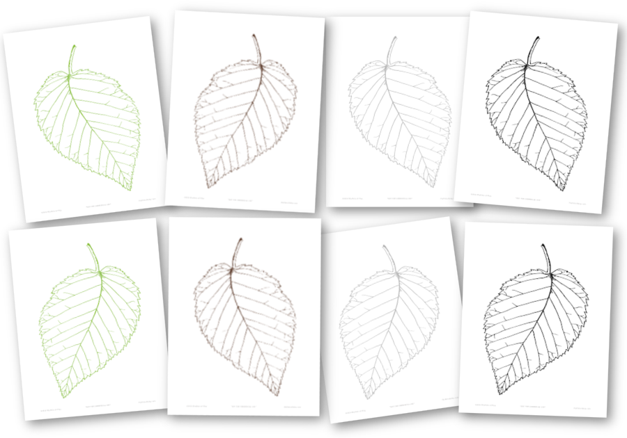 Printable Beech Leaf Template